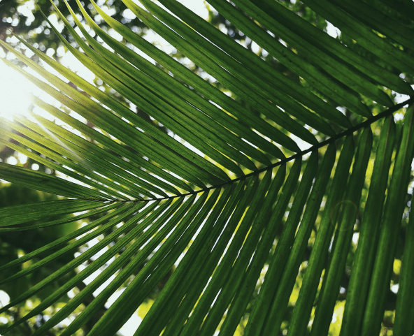 Apical Resources America - Certified Sustainable Vegetable Oils